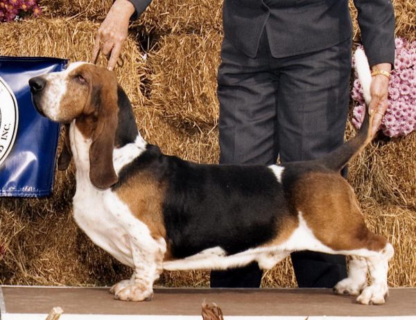 Basset Hound Club of America All About Dog Shows
