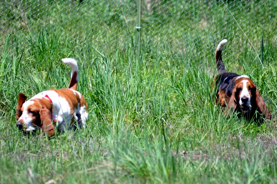 Basset Hound Club of America Field Trials