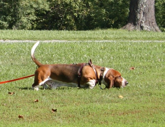Basset Hound Club of America More About Tracking