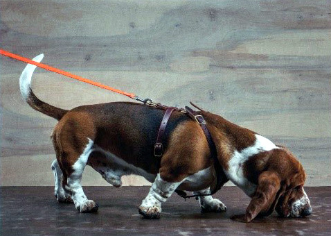 Basset Hound Club of America More About Tracking