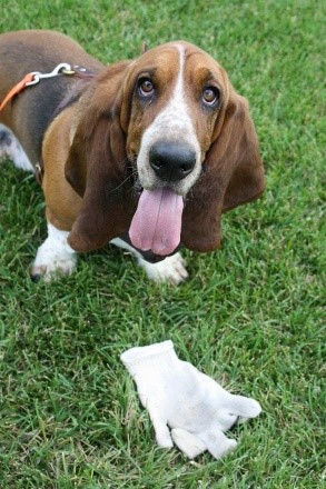 Basset Hound Club of America More About Tracking