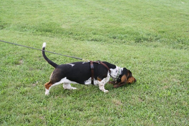 Basset Hound Club of America Tracking