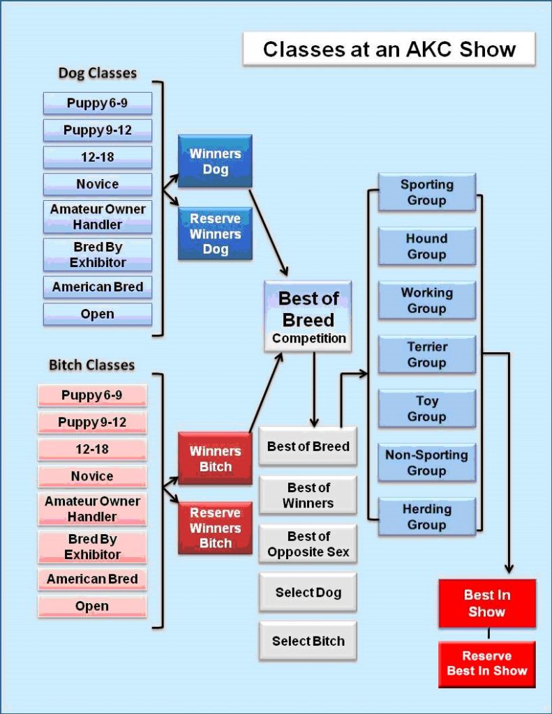 Basset Hound Club of America All About Dog Shows
