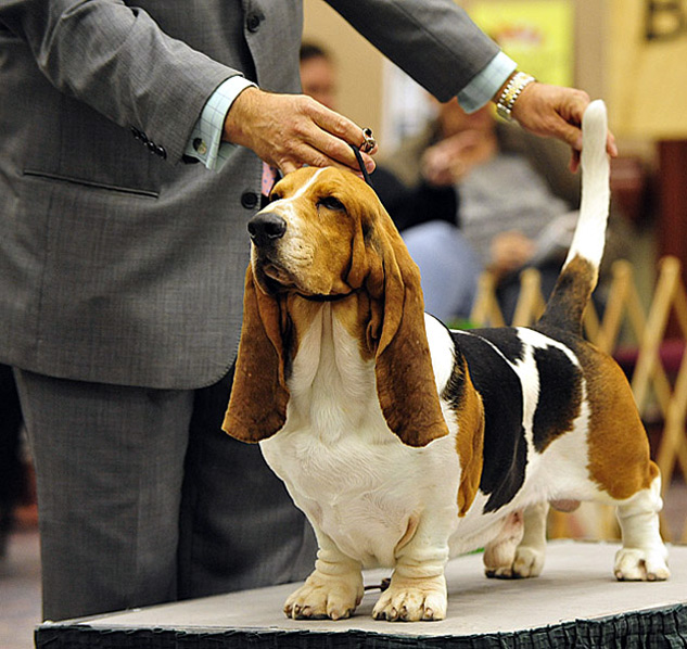 Basset Hound Club of America About the Breed