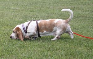 Basset Hound Club of America Events