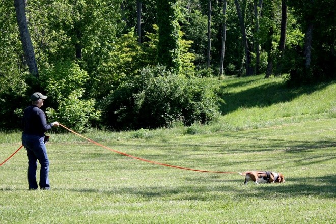 Basset Hound Club of America Tracking