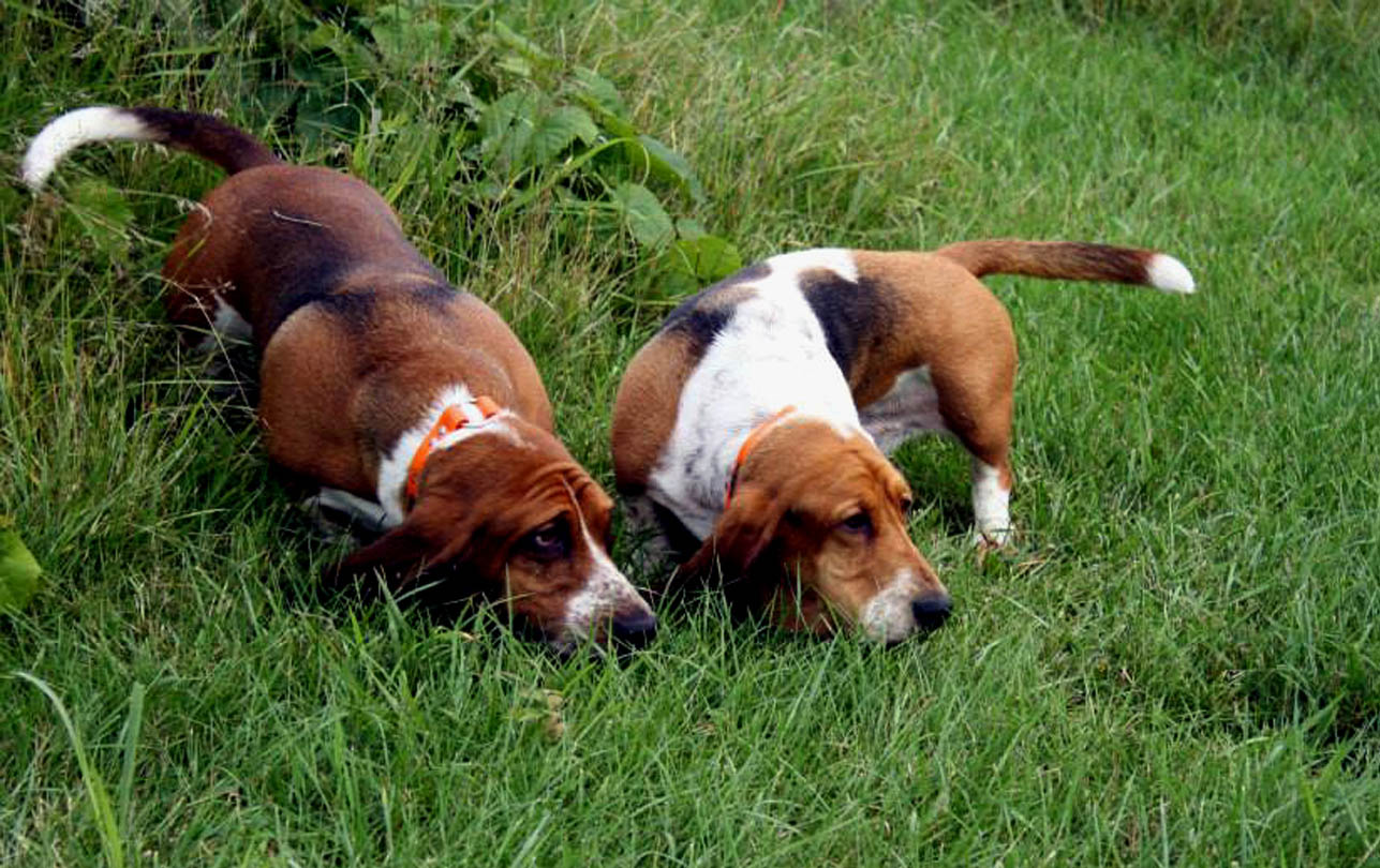 Basset Hound Club of America Events