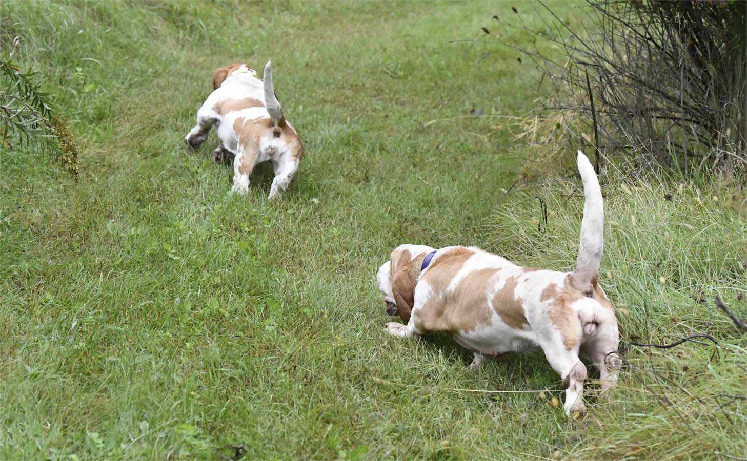 Basset Hound Club of America Performance Events