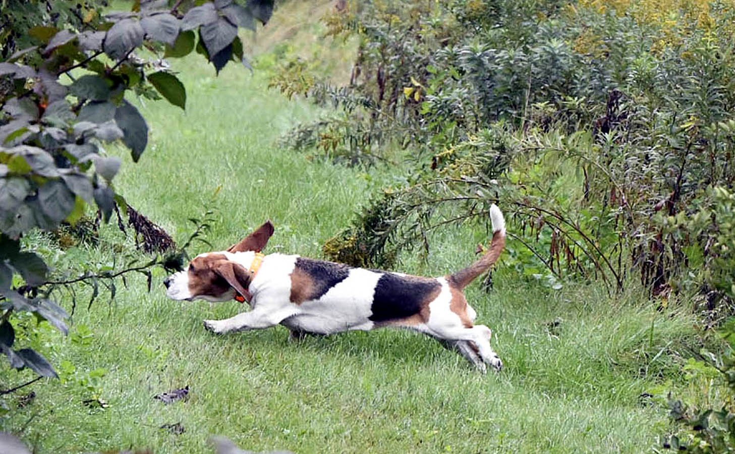 Basset Hound Club of America Performance Events