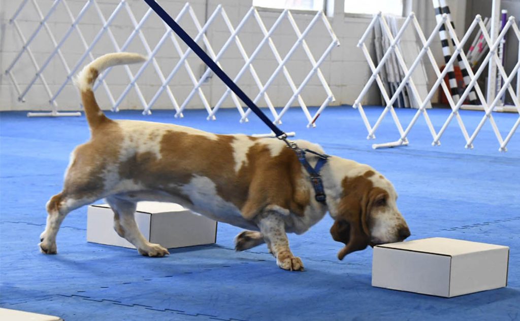Basset Hound Club of America AKC Scent Work